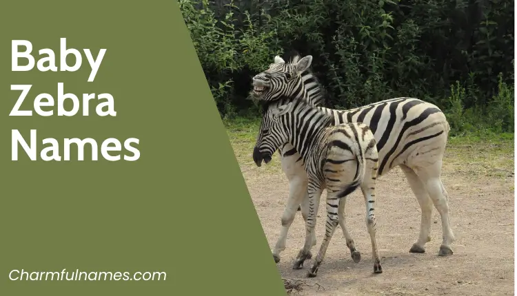 230 Creative Zebra Names Stand Out 230 Creative Zebra Names Stand Out