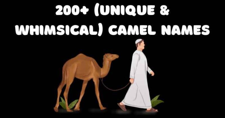 200+ Unique Funny And Whimsical Camel Names