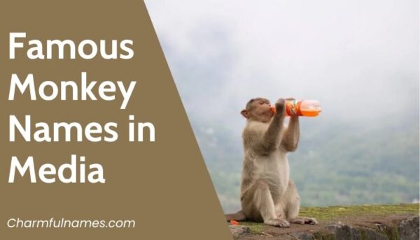 779+ Banana Buddies: (Uncover) Top Monkey Names