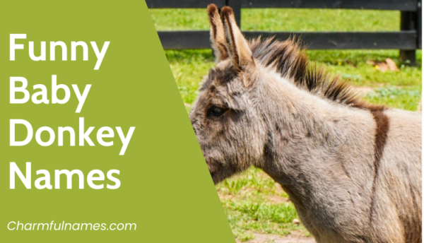 Explore (Adorable) Donkey Names: Choose Your Favorite Now!