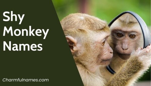 779+ Banana Buddies: (Uncover) Top Monkey Names