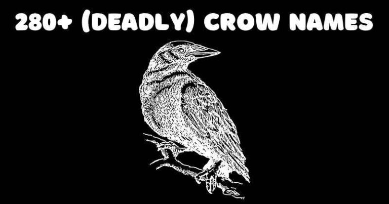 Call Of The Crows: (Reveal) Top Trending Crow Names