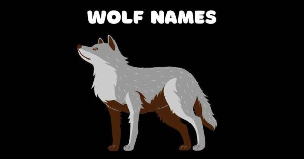 Discover Majestic Wolf Names: Unleash Wild Inspiration!