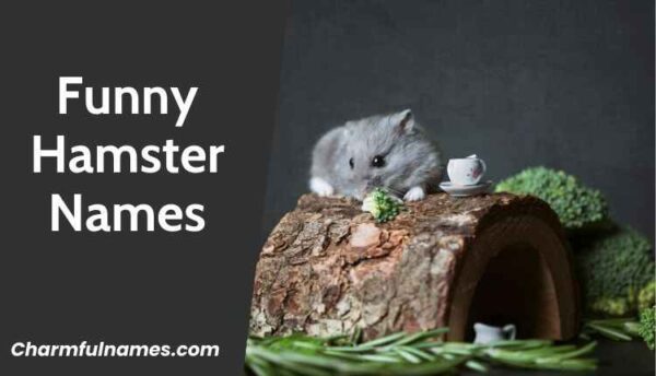 Adorable: Hamster Names To Delight Your Furry Friend