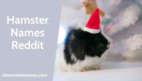 Adorable: Hamster Names To Delight Your Furry Friend