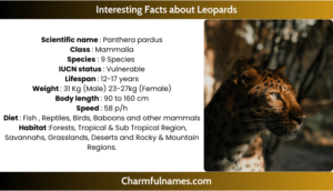 Best Leopard Names: Capturing The Wild Spirit