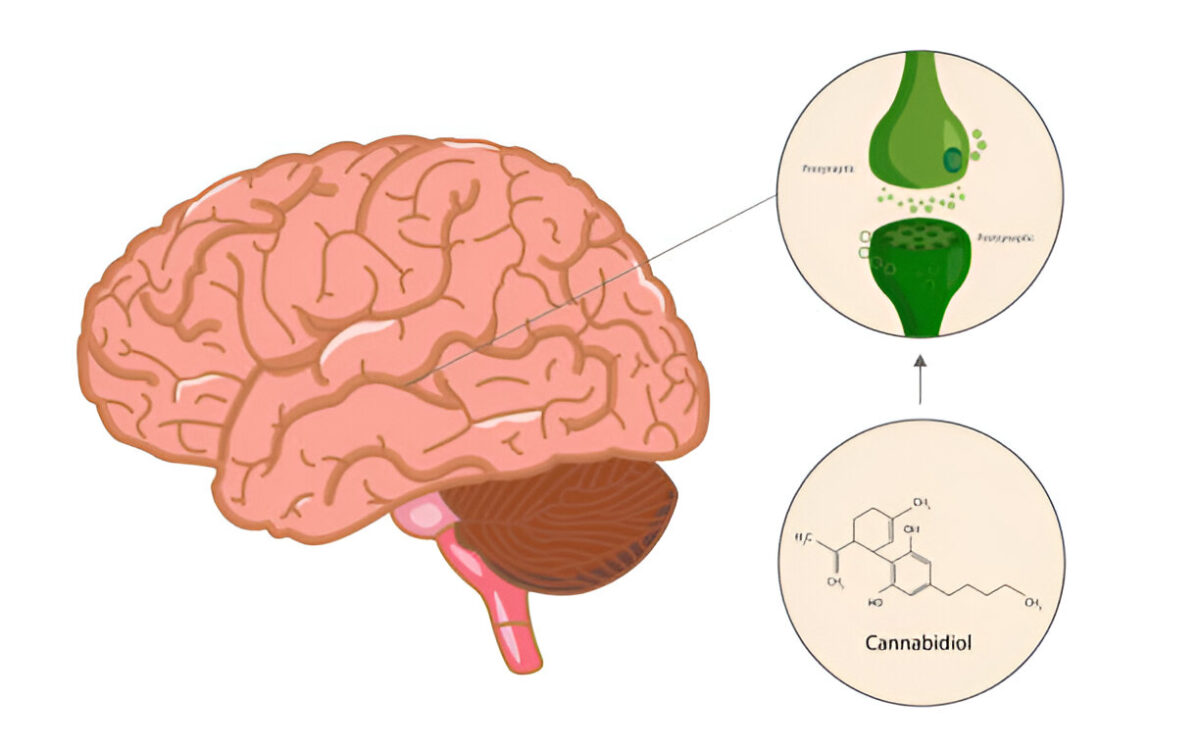 Understanding The Role Of The Endocannabinoid System (ECS) In Addiction ...