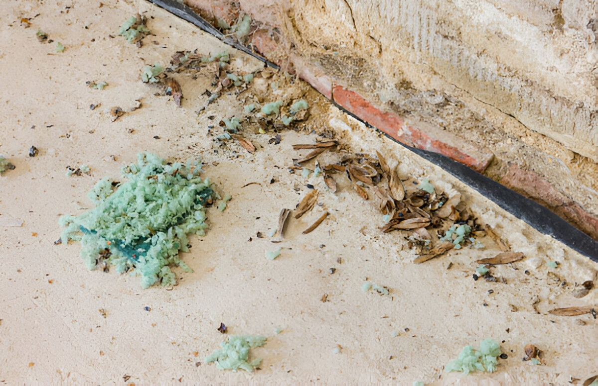 10 Most Common Pests In UK Homes And How To Get Rid Of Them